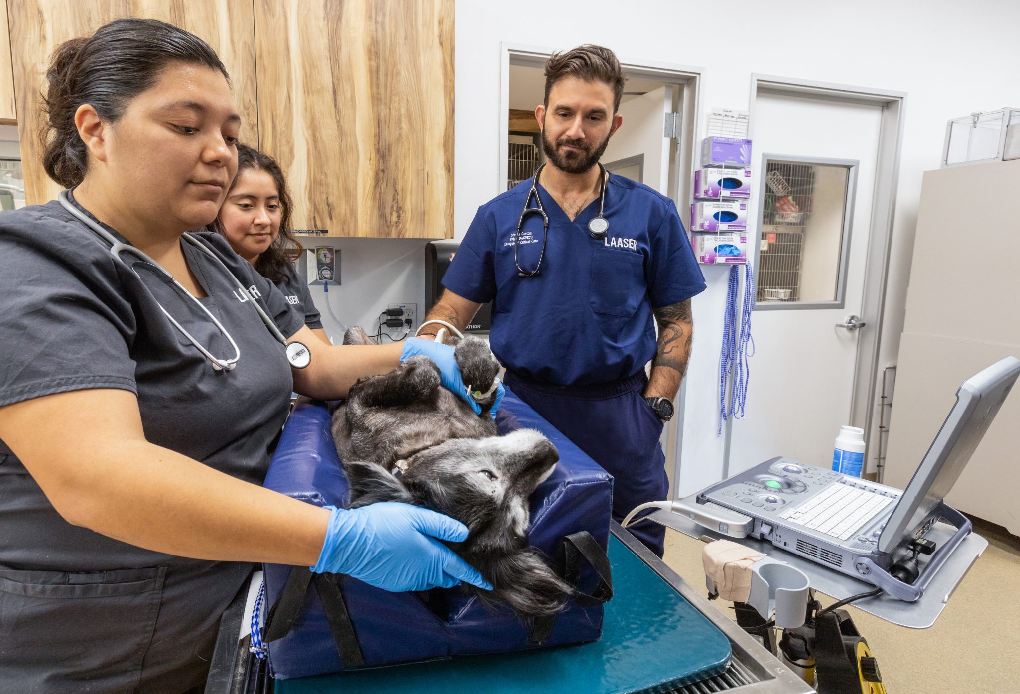 Critical Care Medicine - Los Angeles Animal Specialty Emergency ...