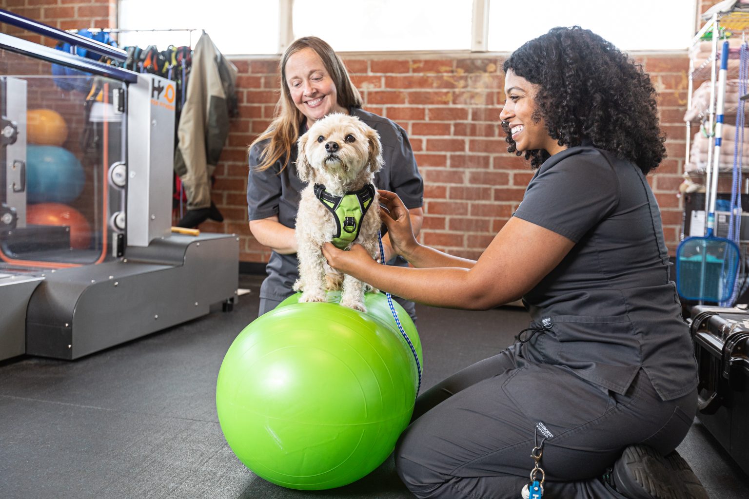 Rehabilitation/Integrative Medicine - Los Angeles Animal Specialty ...